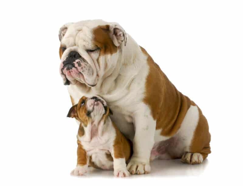 How Much Does An English Bulldog Cost
