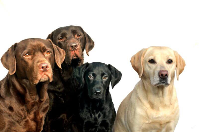 Are Labrador Retrievers Considered Large Breed