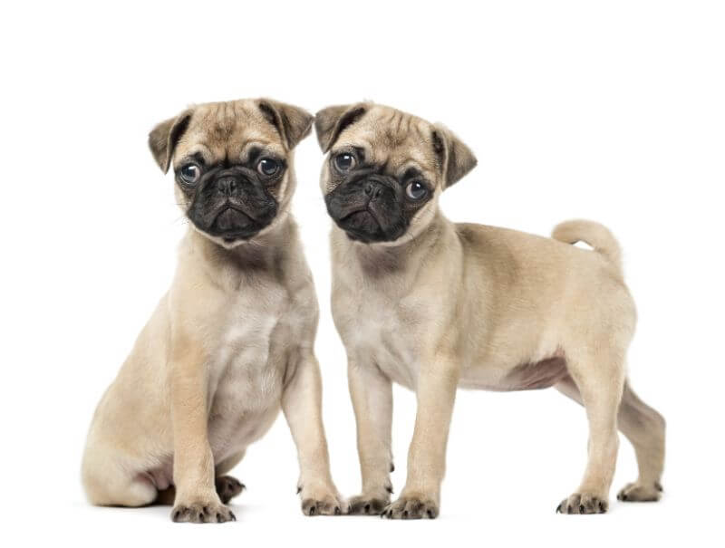 How Much Is A Pug Worth