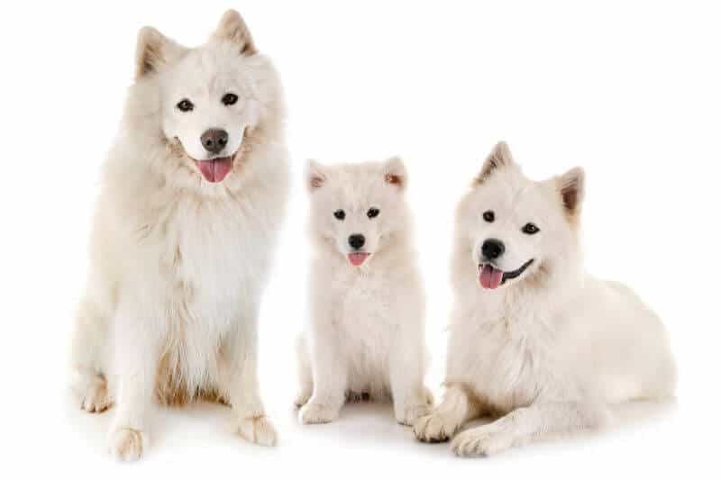Are Samoyed Dogs Hard To Take Care Of