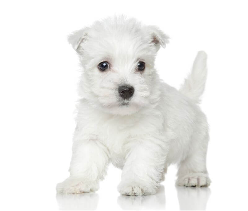 How Much Does A Westie Terrier Cost